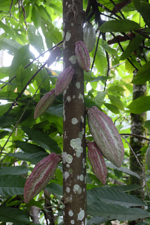 Myanmar: Cacao of Excellence