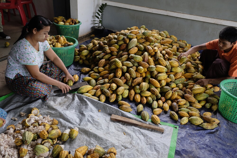 Myanmar: Cacao of Excellence