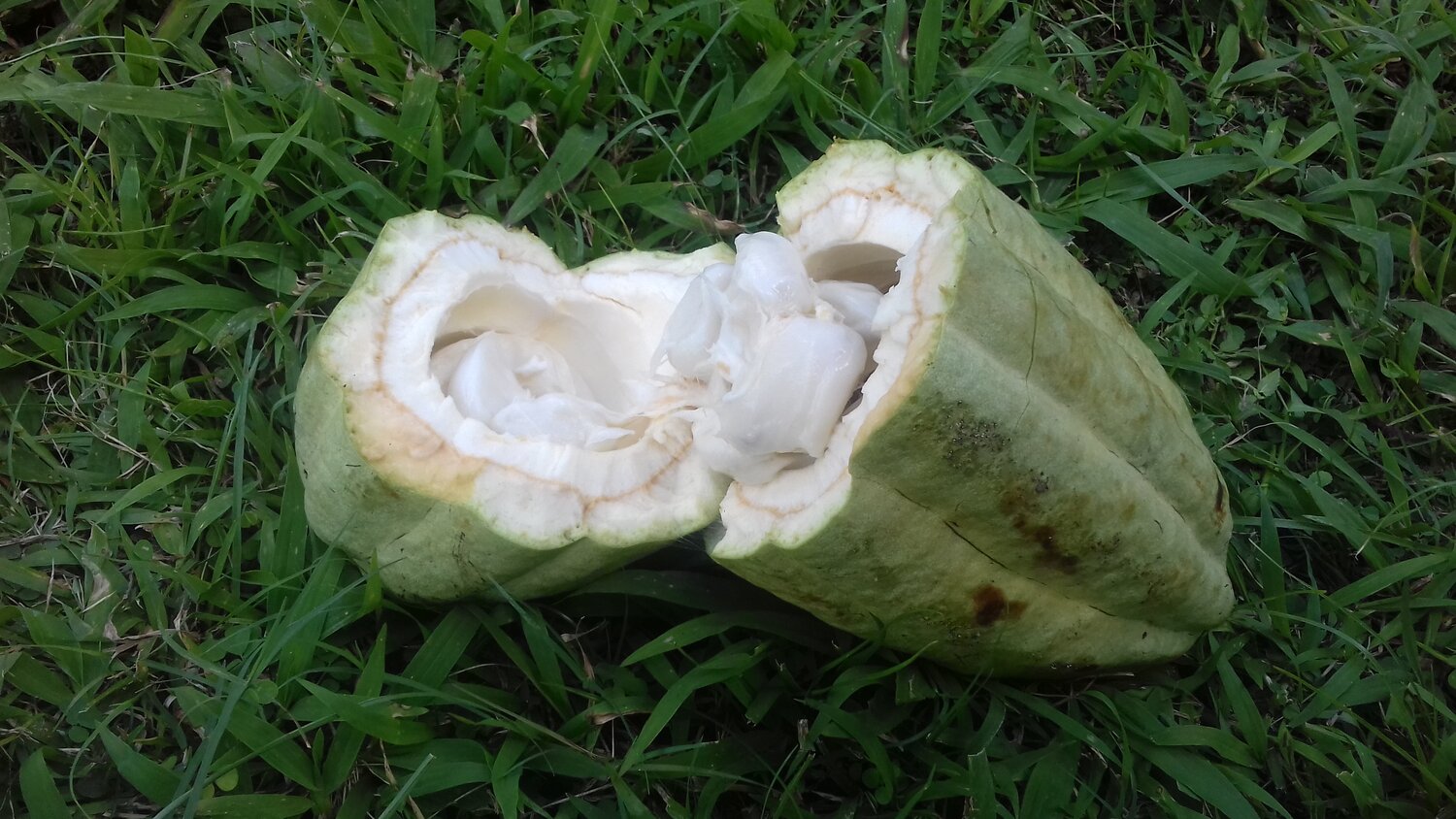 Belize Maya Mountain Cacao: Cacao of Excellence