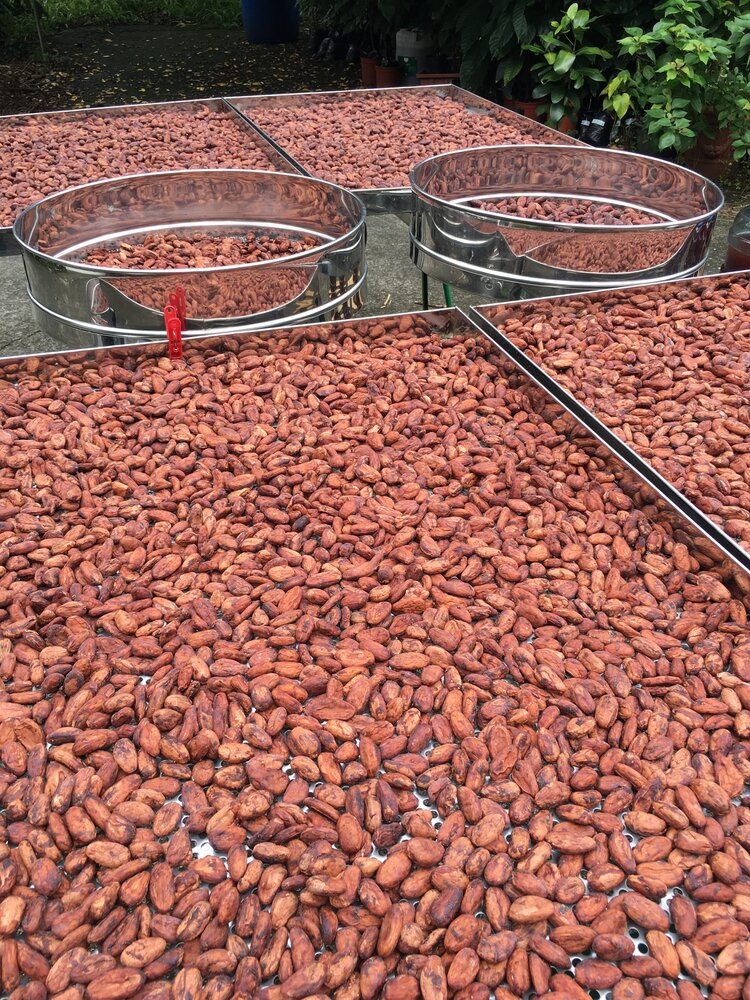 Taiwan Joy Cacao Coffee Plantations | Cacao of Excellence