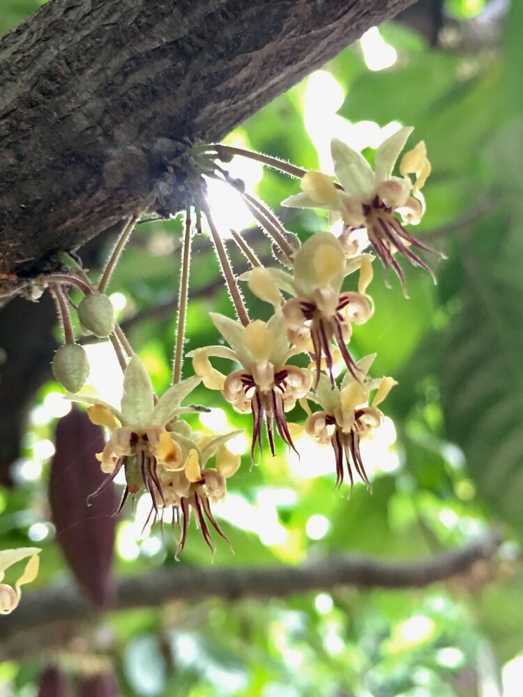 Taiwan Joy Cacao Coffee Plantations | Cacao of Excellence