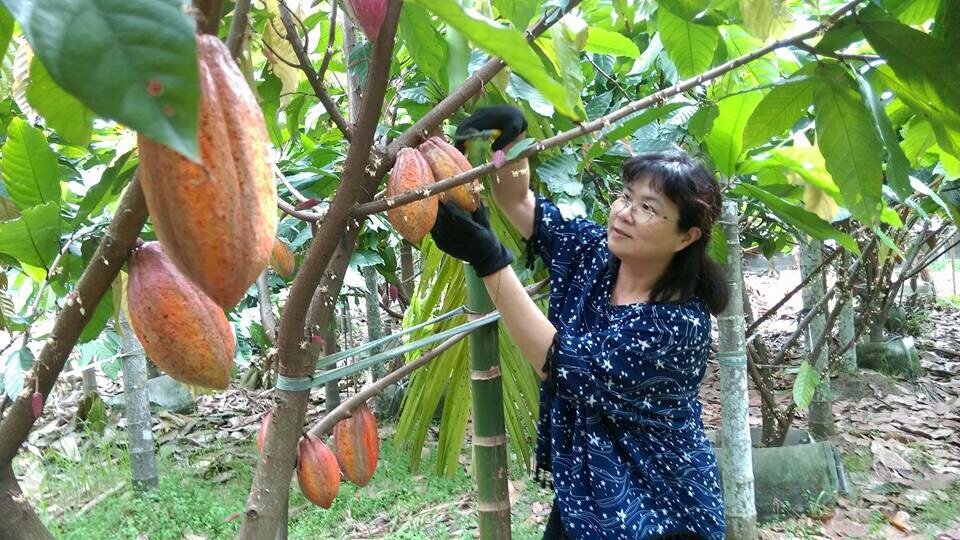Taiwan Joy Cacao Coffee Plantations | Cacao of Excellence
