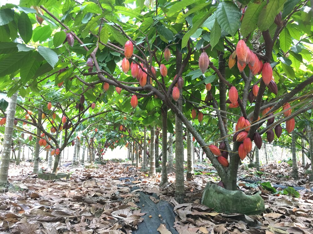 Taiwan Joy Cacao Coffee Plantations | Cacao of Excellence
