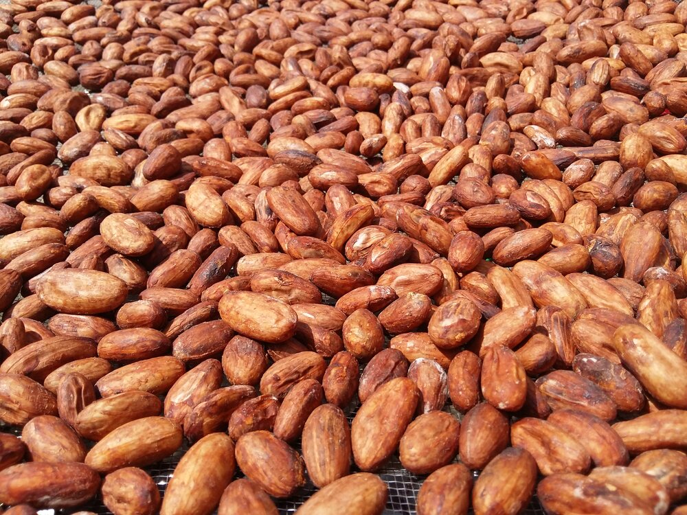 Taiwan Joy Cacao Coffee Plantations | Cacao of Excellence