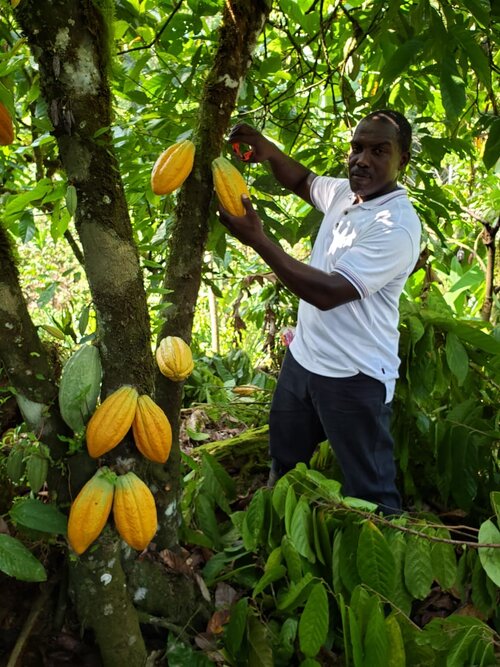 Trinidad and Tobago Leroy Peters: Cacao of Excellence