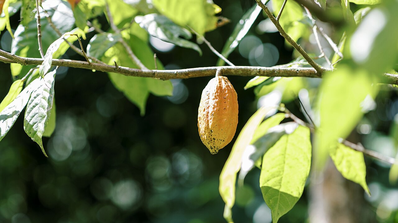 Partner with Us | Cacao of Excellence