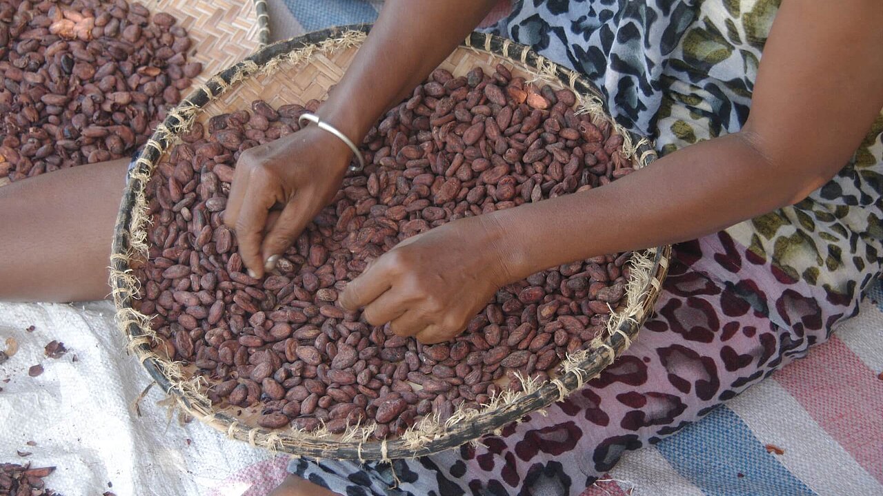 Info & Resources: Cacao of Excellence
